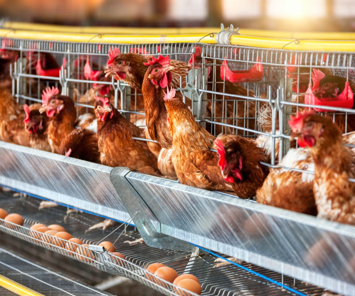 Managing the Shift to Cage-Free Egg Production